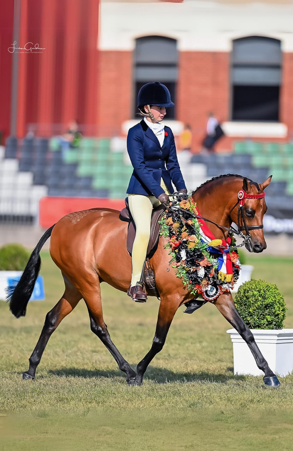 Competition Collection – BARE Equestrian